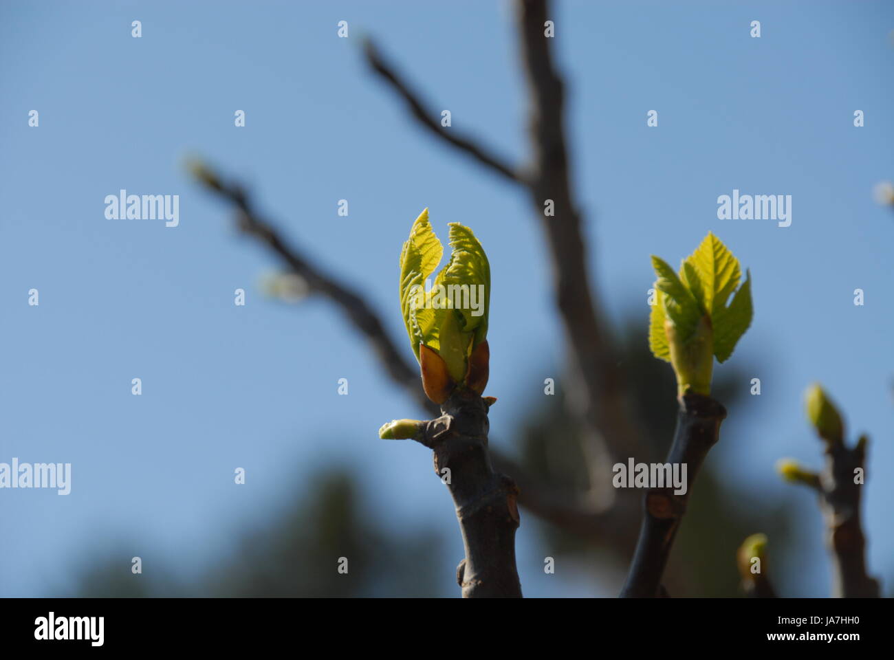 fig, freshness, fig leaf, leaf, tree, spring, branch, fruit, bud, fig ...