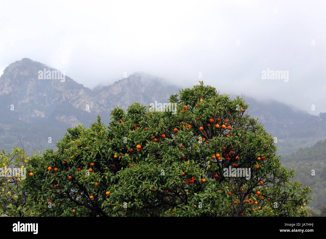 Orange trees oranges in mountain hi-res stock photography and images ...