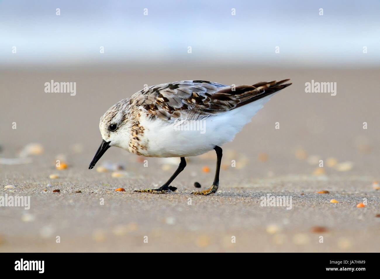 animal, bird, wild, birds, feathers, wildlife, salt water, sea, ocean ...