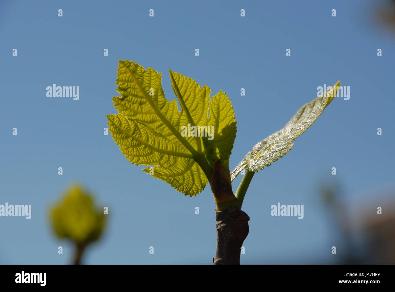 fig, freshness, fig leaf, leaf, tree, spring, branch, fruit, bud, fig ...