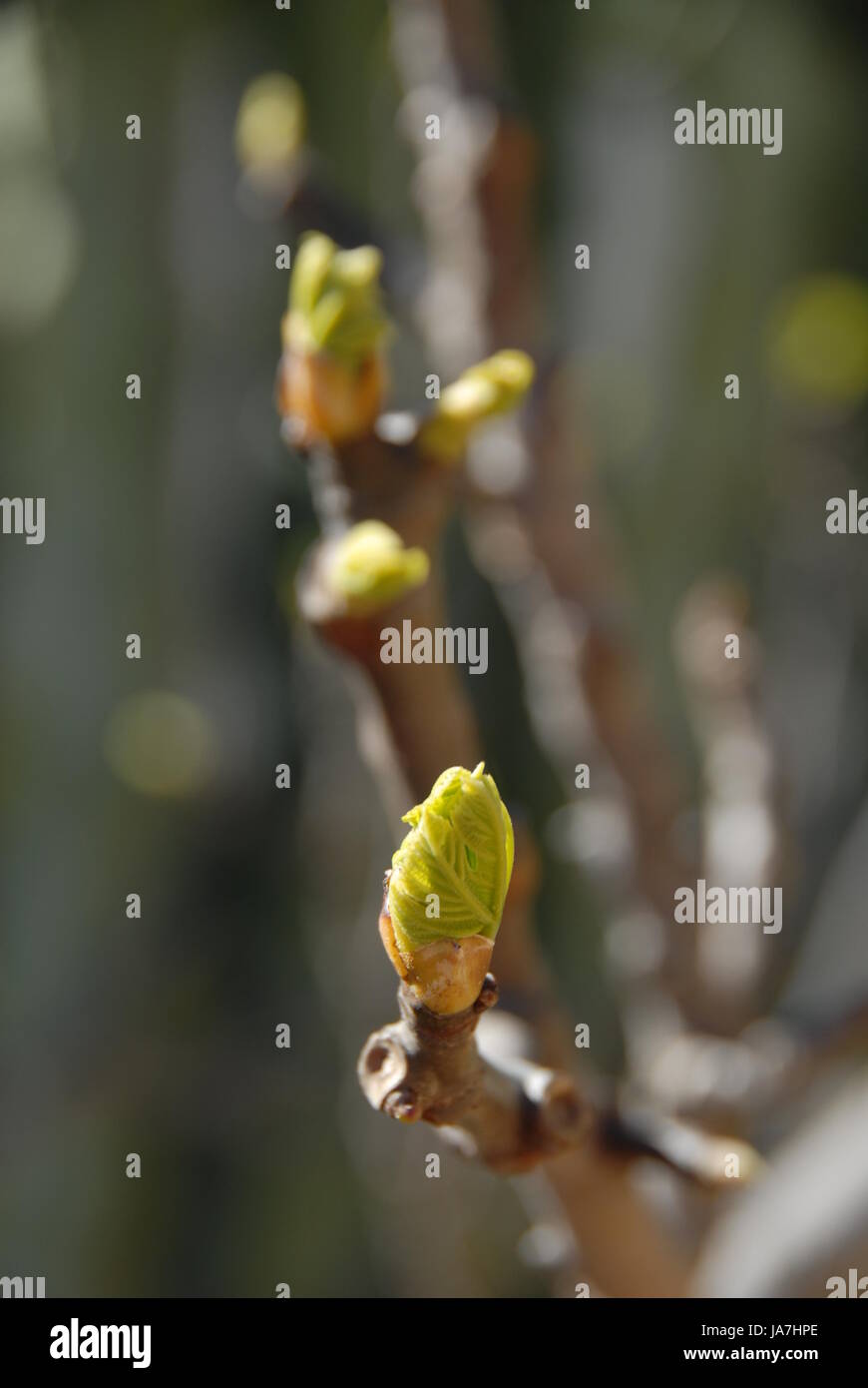 fig, freshness, fig leaf, leaf, tree, spring, branch, fruit, bud, fig ...