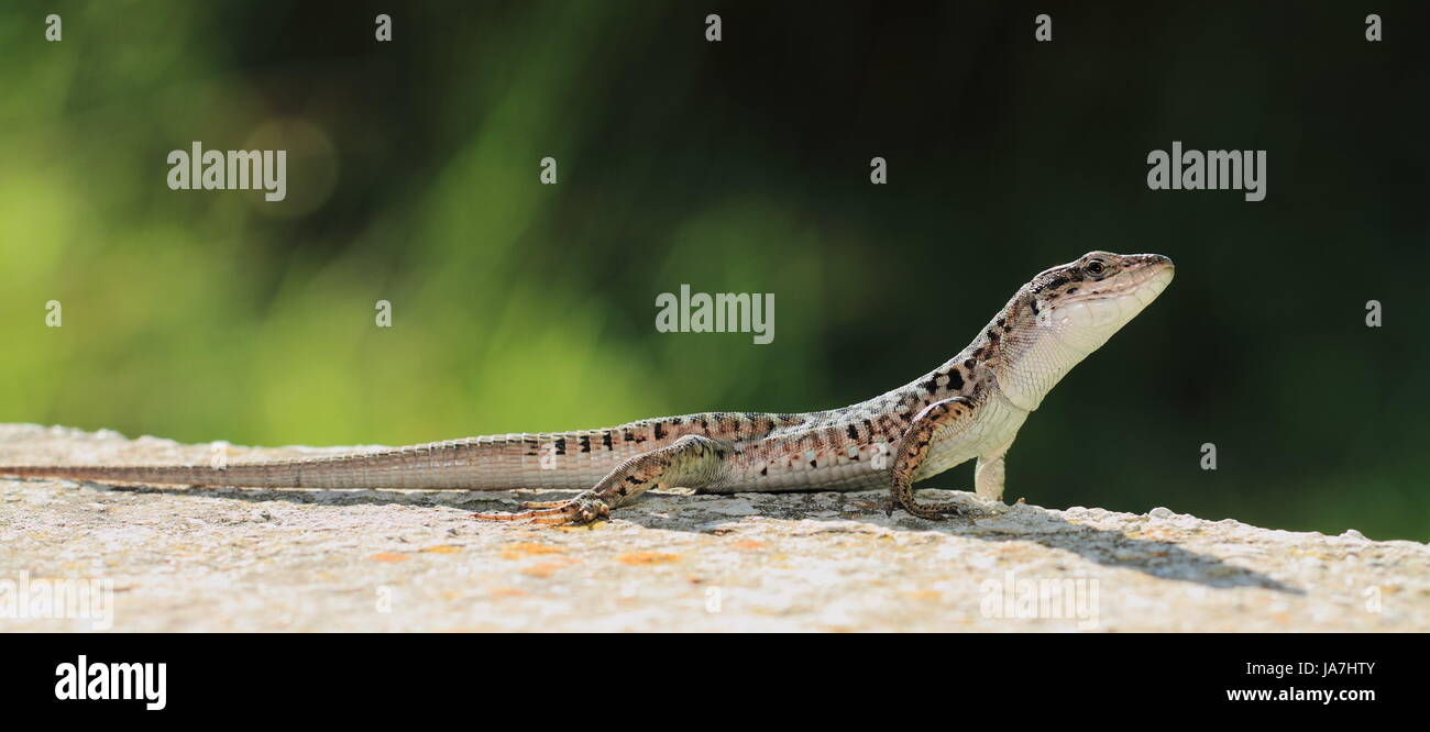 reptile, lizard, hovel, critters, lizards, summer, summerly, wall ...