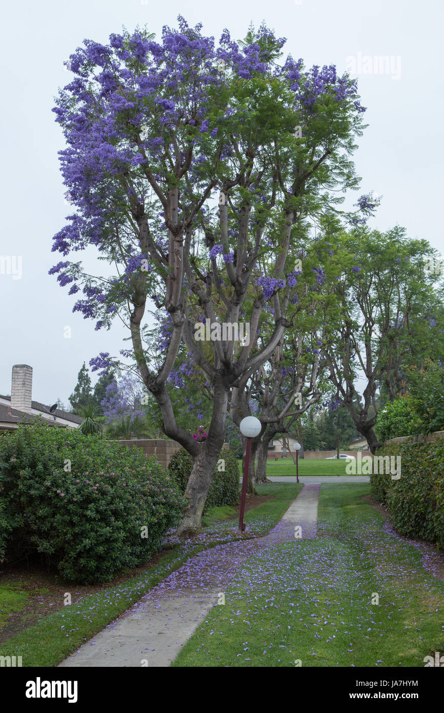 Jacaranda mimosifolia. Jacaranda tree blooming and windblown flowers on ...