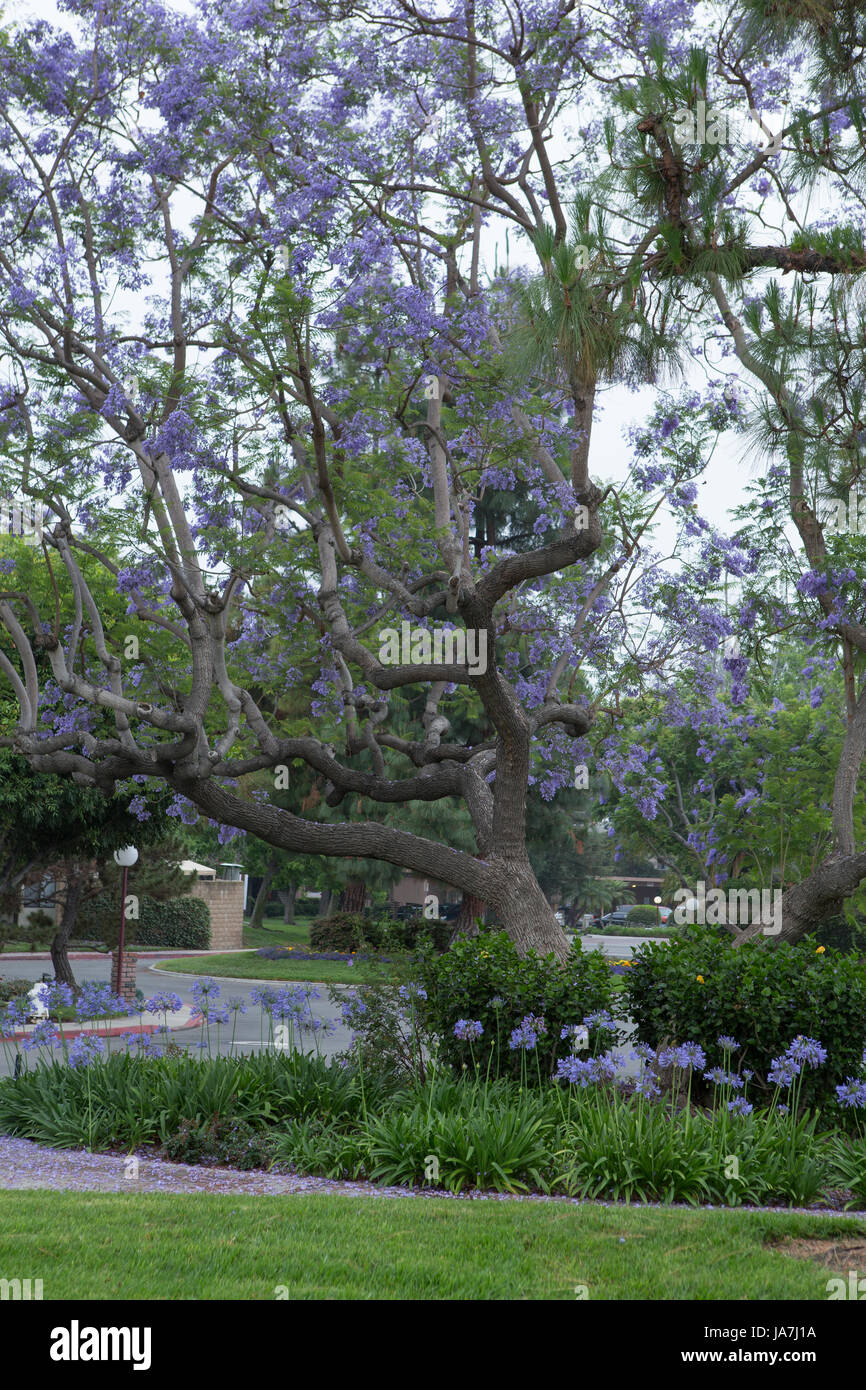 Jacaranda mimosifolia. Jacaranda tree blooming and windblown flowers on ...