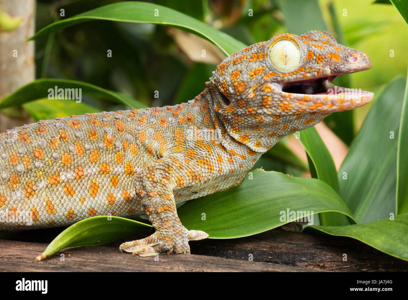Tokeh gecko hi-res stock photography and images - Alamy