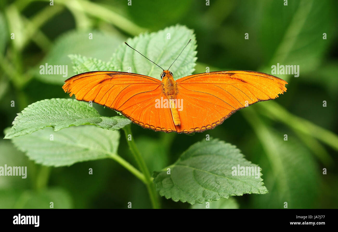 Julia falter hi-res stock photography and images - Alamy