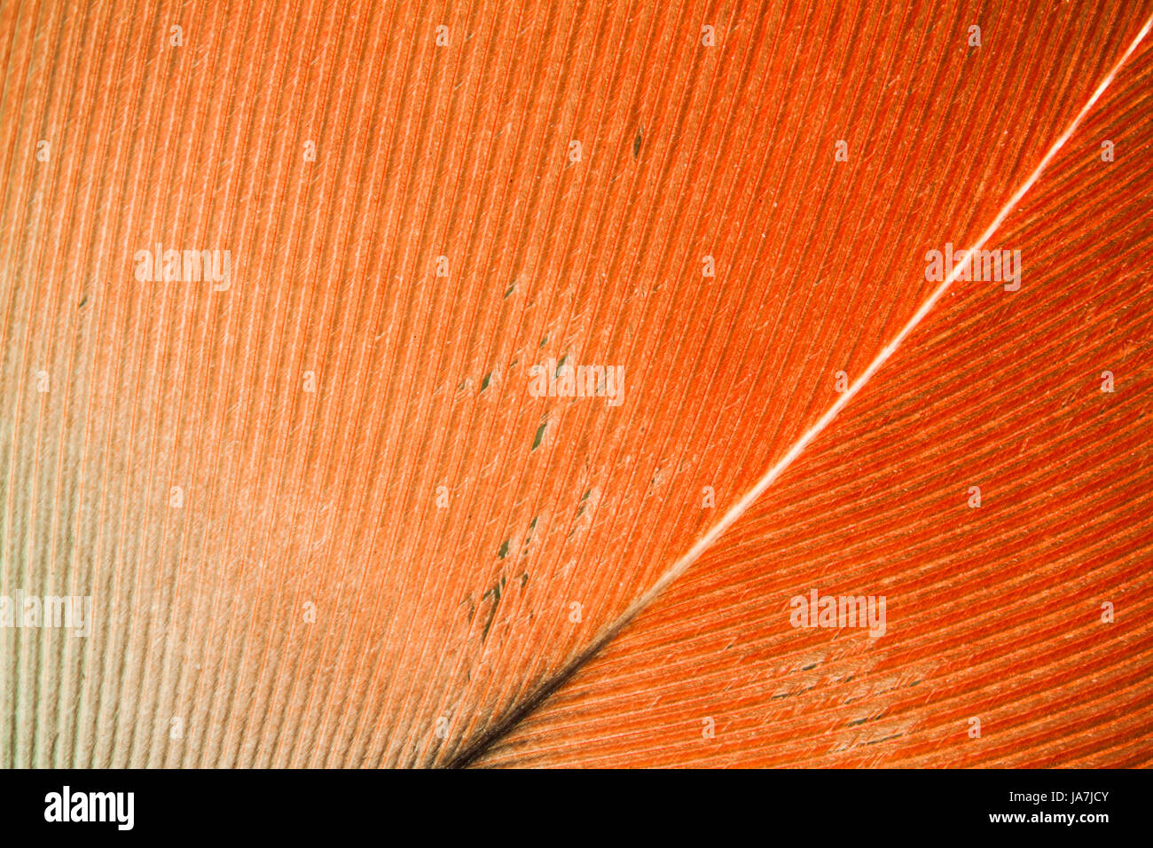 bird, birds, feathers, vertebrate, quill, parrot, bird, birds, feathers ...