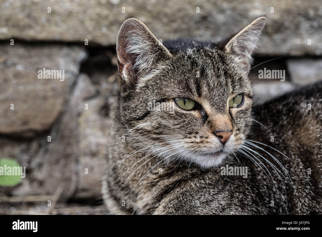 mammals, predator, pussycat, cat, domestic cat, felis silvestris, felix ...
