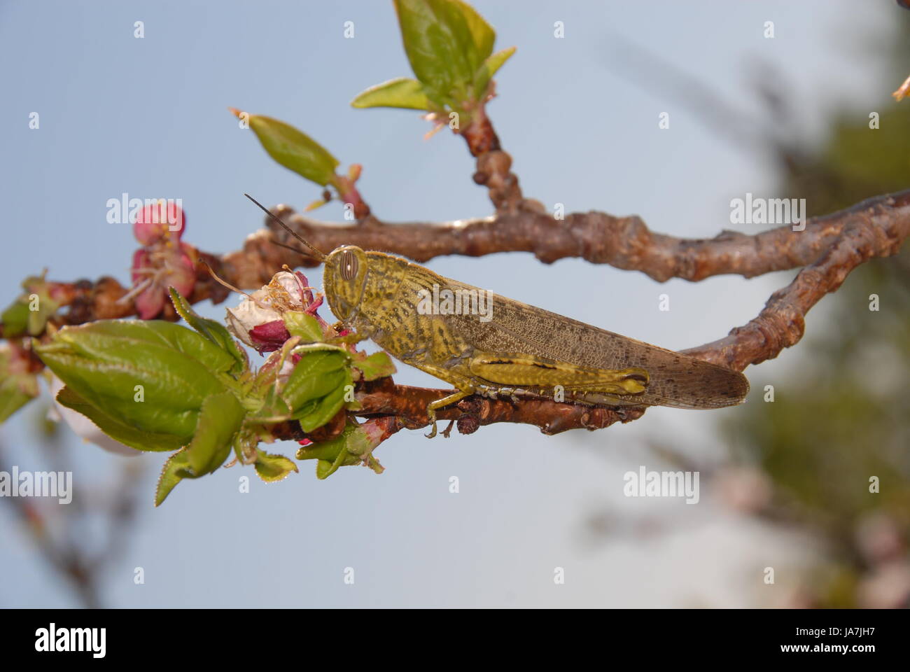 grasshopper, locusts, grasshoppers, blue, tree, spain, branch ...