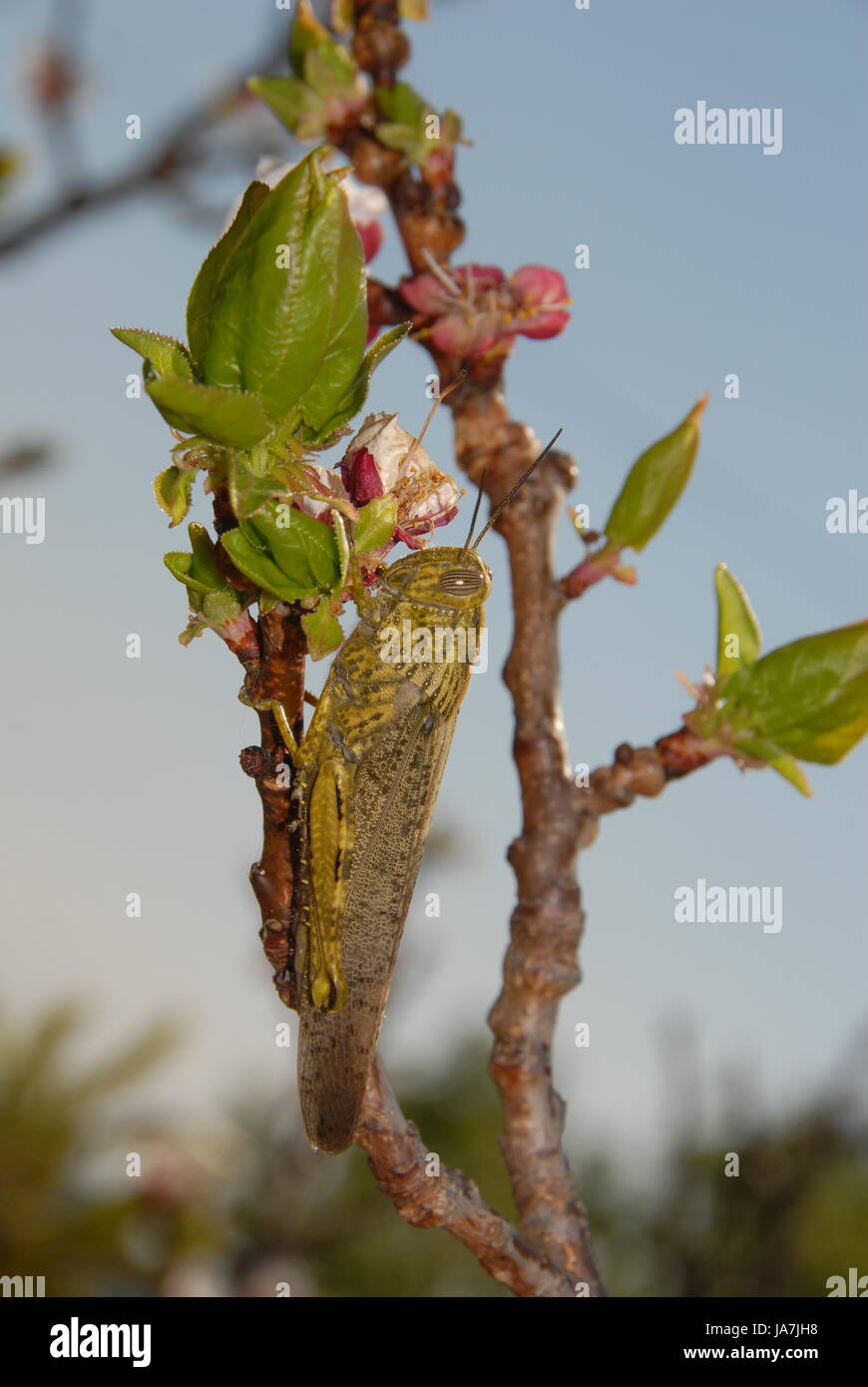 grasshopper, locusts, grasshoppers, blue, tree, spain, branch ...
