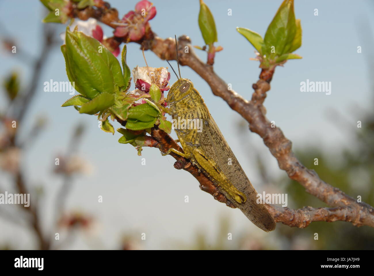 grasshopper, locusts, grasshoppers, blue, tree, spain, branch ...