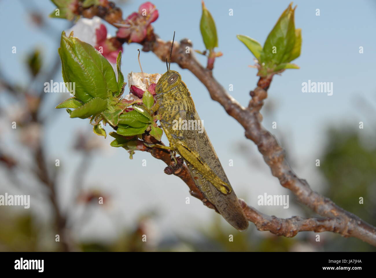 grasshopper, locusts, grasshoppers, blue, tree, spain, branch ...