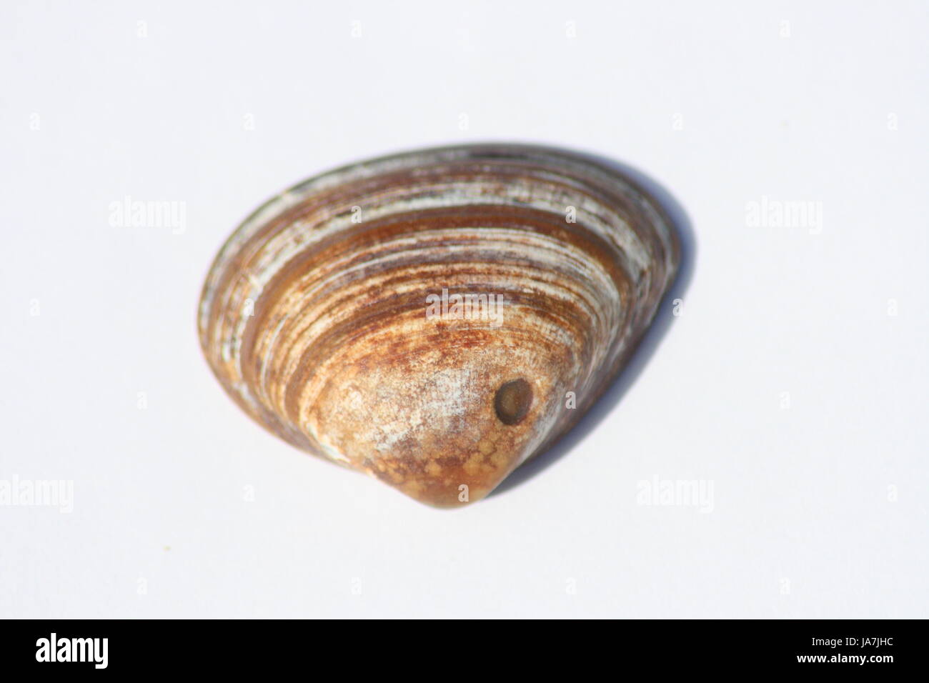 Struktur shell hi-res stock photography and images - Alamy