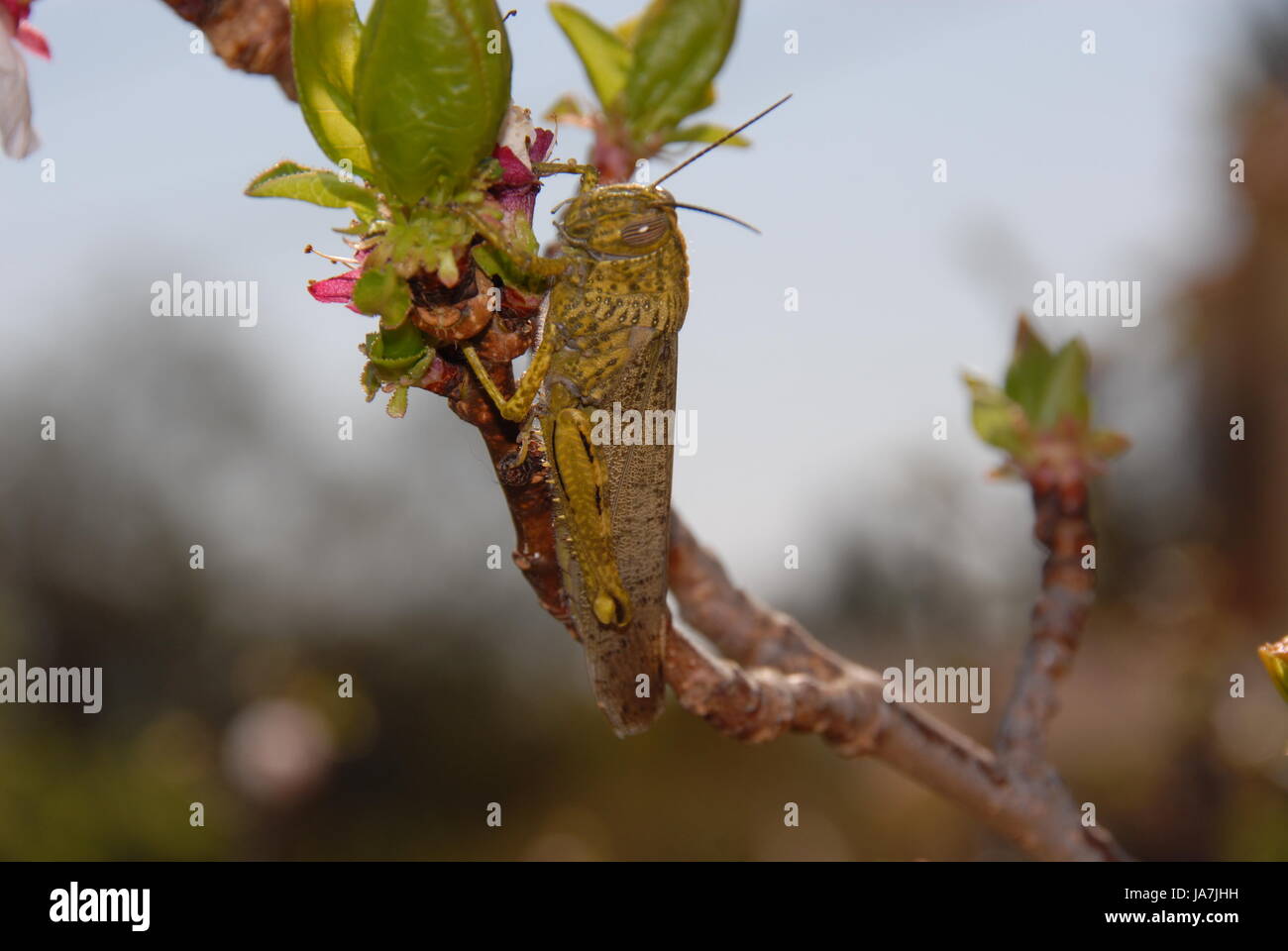 grasshopper, locusts, grasshoppers, blue, tree, spain, branch ...