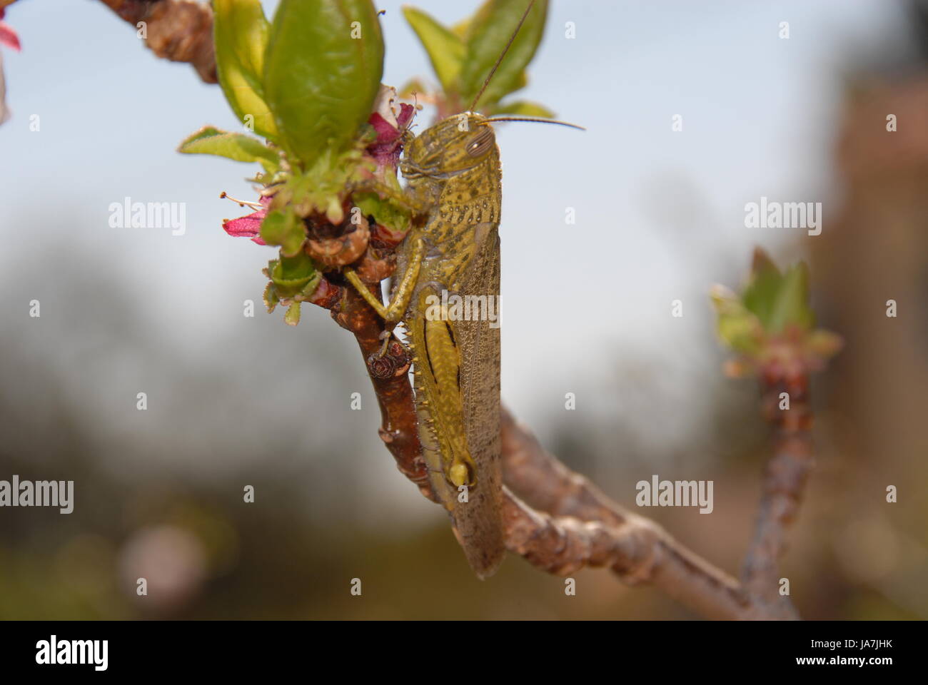grasshopper, locusts, grasshoppers, blue, tree, spain, branch ...