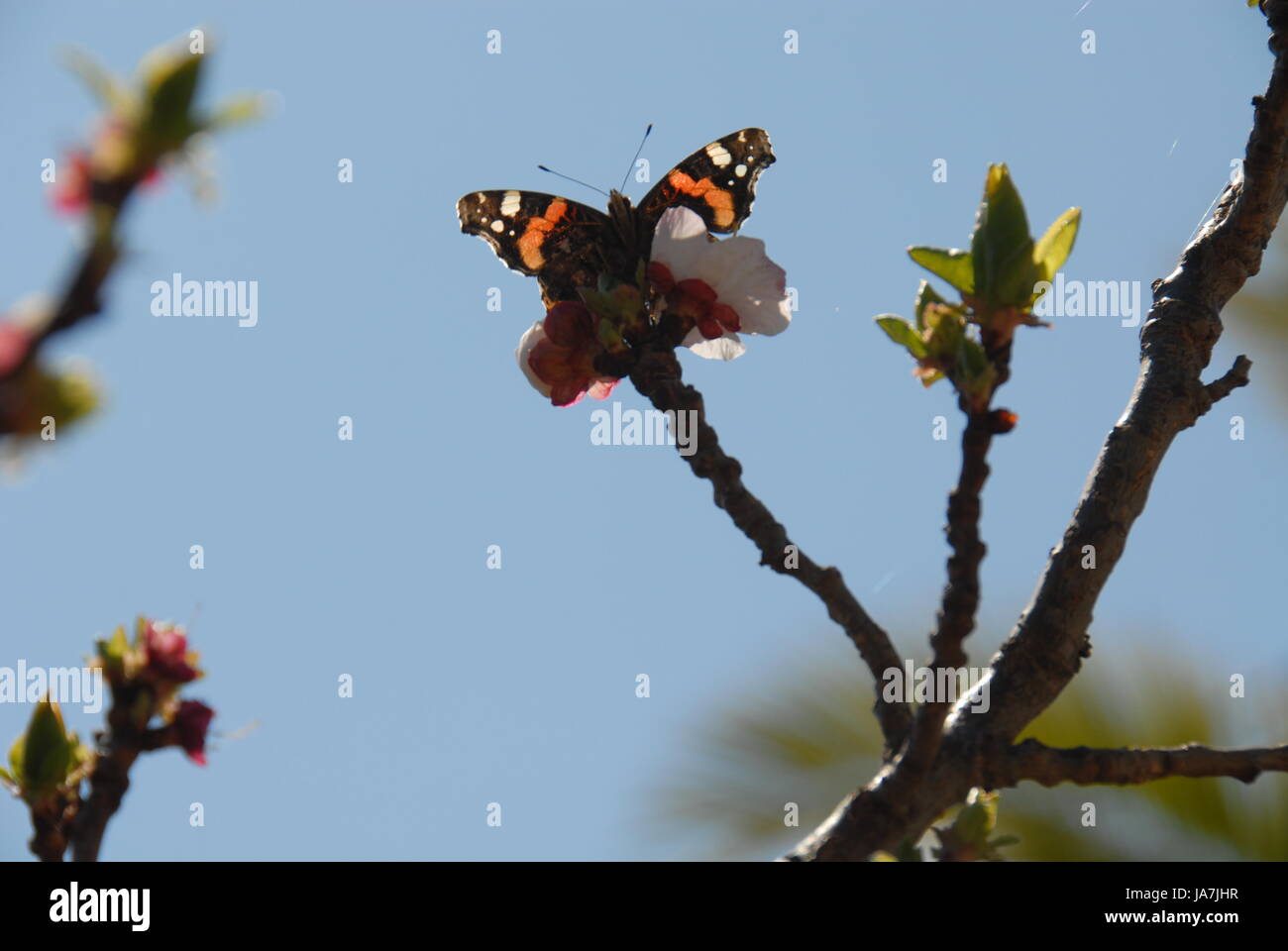butterfly, fig, freshness, fig leaf, leaf, tree, butterfly, spring ...