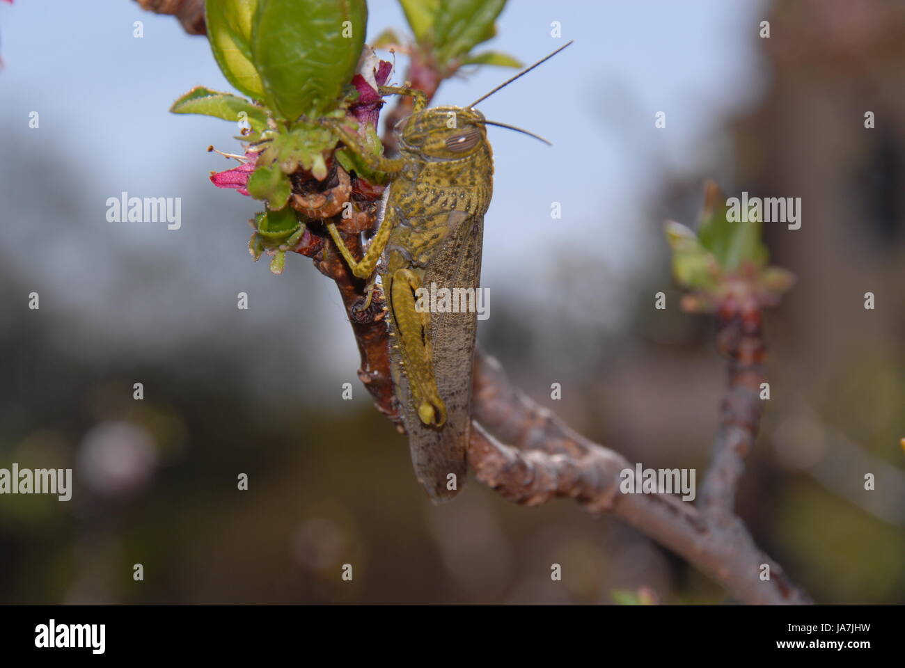 grasshopper, locusts, grasshoppers, blue, tree, spain, branch ...