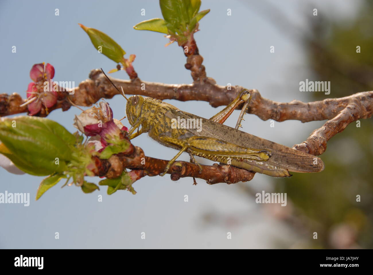 locust - grasshopper Stock Photo - Alamy