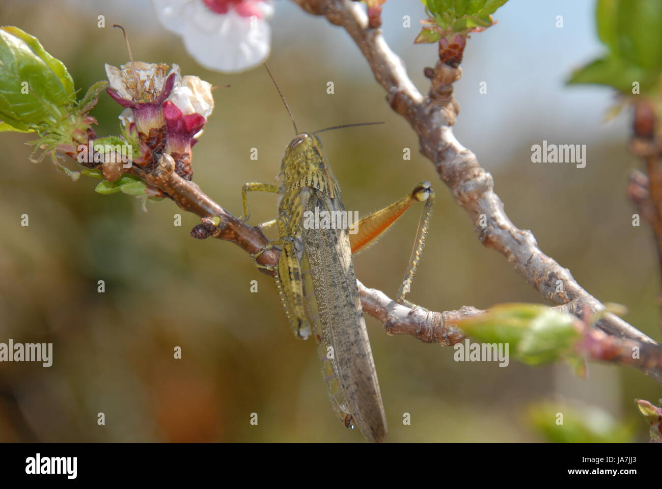 spain, grasshopper, locusts, grasshoppers, blue, tree, spain, branch ...