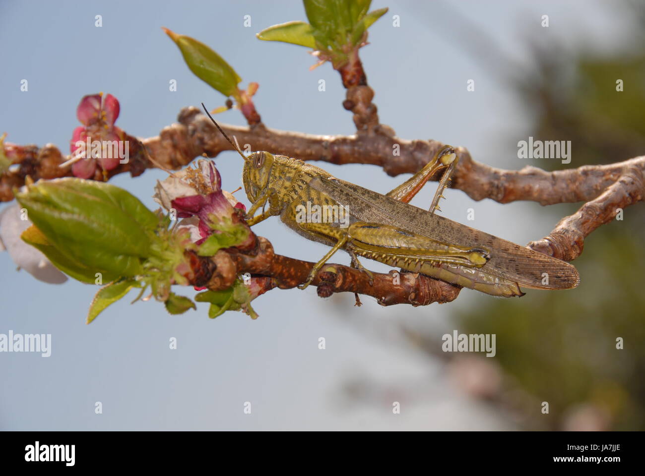 spain, grasshopper, locusts, grasshoppers, blue, tree, spain, branch ...