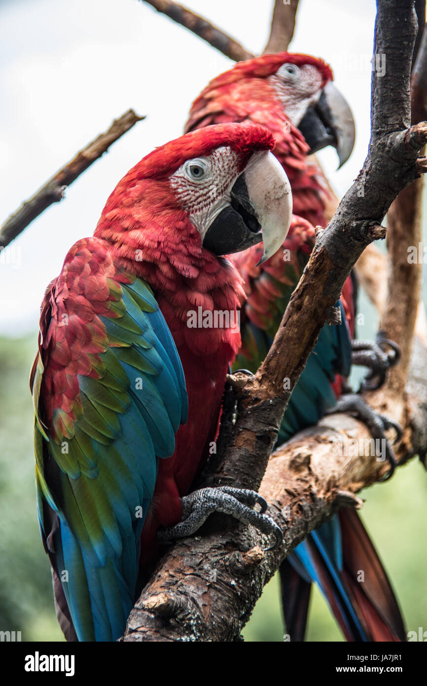 bird, birds, feathers, beak, south america, beaks, vertebrates, parrot ...