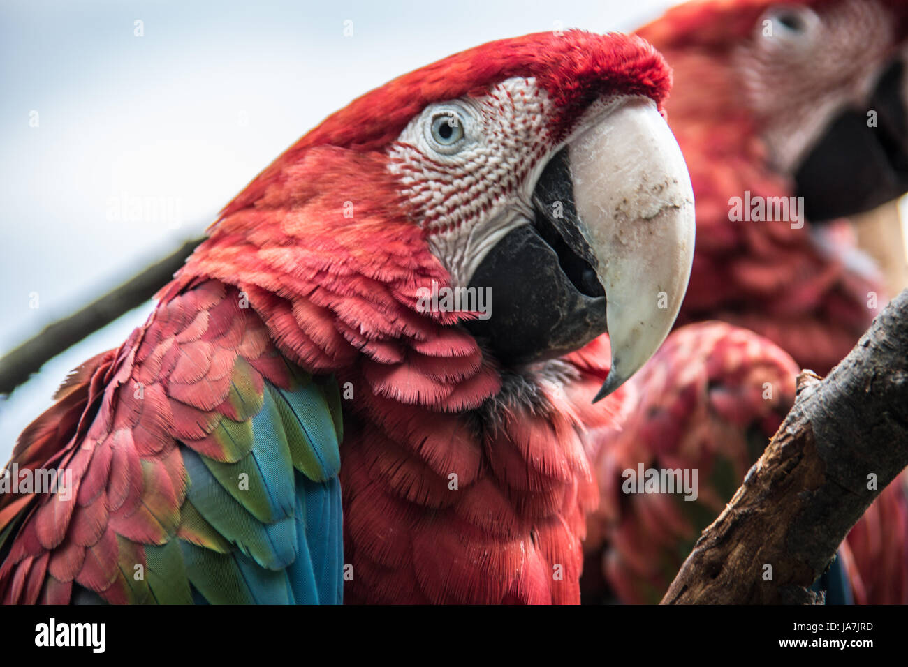 bird, birds, feathers, beak, south america, beaks, vertebrates, parrot ...