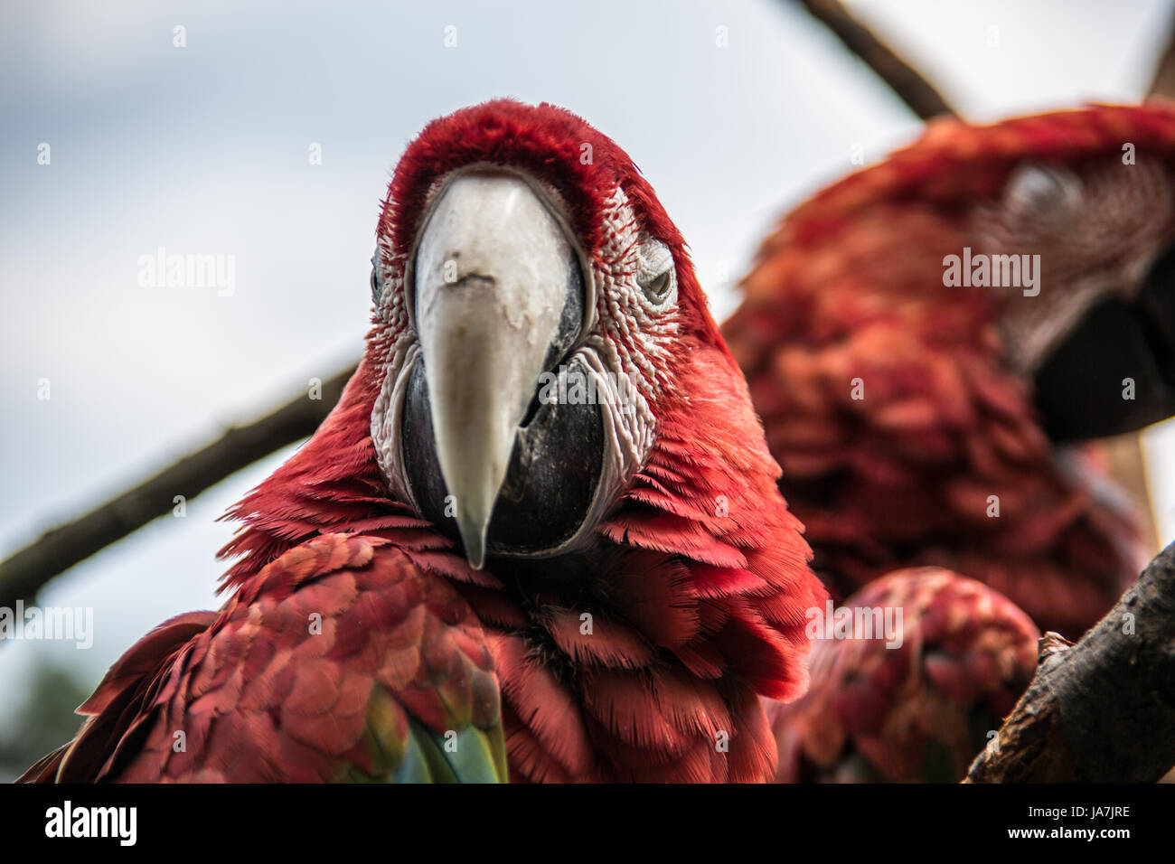 bird, birds, feathers, beak, south america, beaks, vertebrates, parrot ...