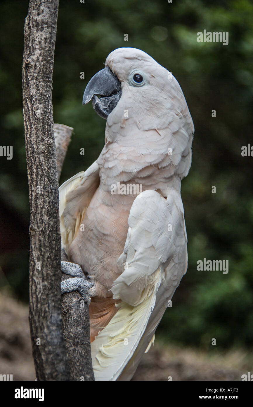 bird, birds, beak, cockatoo, beaks, vertebrates, parrot, beerenfresser ...