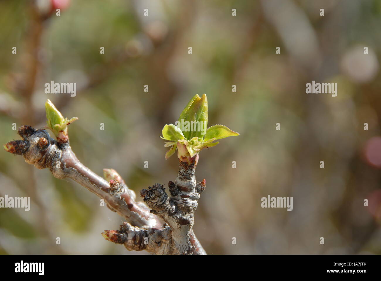 butterfly, fig, freshness, fig leaf, leaf, tree, butterfly, spring ...
