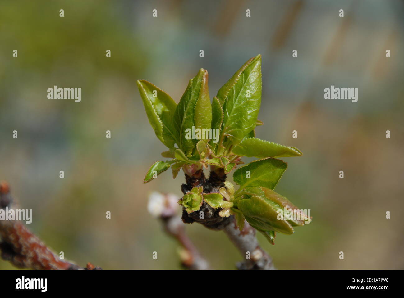 Fig leaf with butterfly hi-res stock photography and images - Alamy