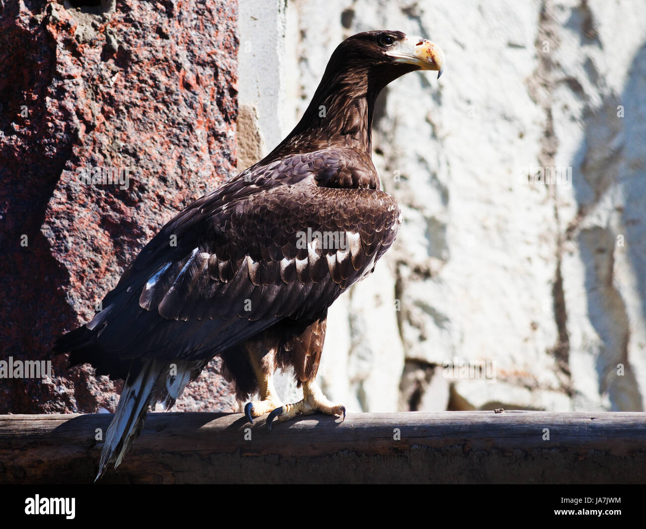 garden, animal, bird, fauna, summer, summerly, zoo, creature, wildlife ...