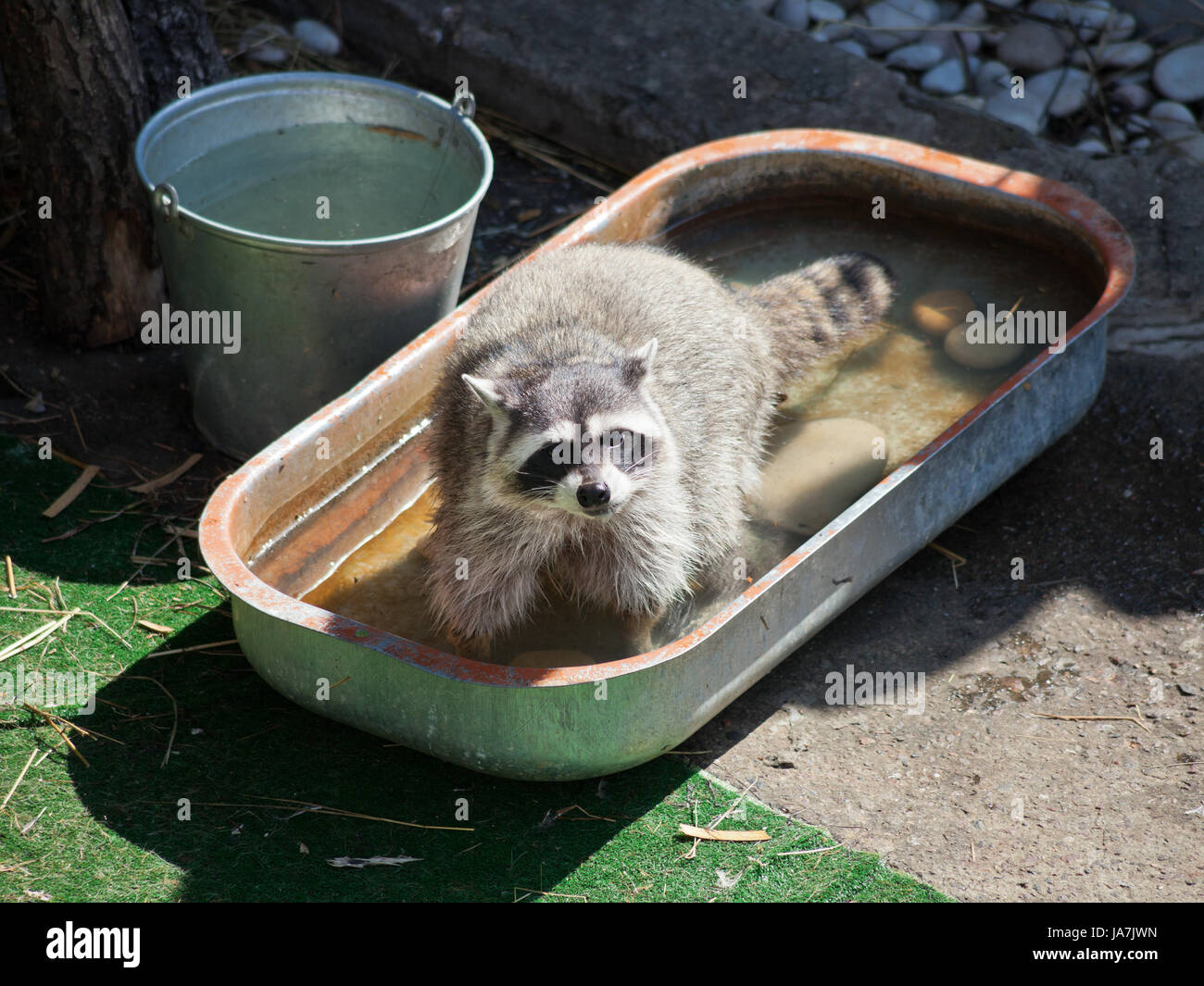 garden, animal, fauna, summer, summerly, zoo, bucket, creature ...