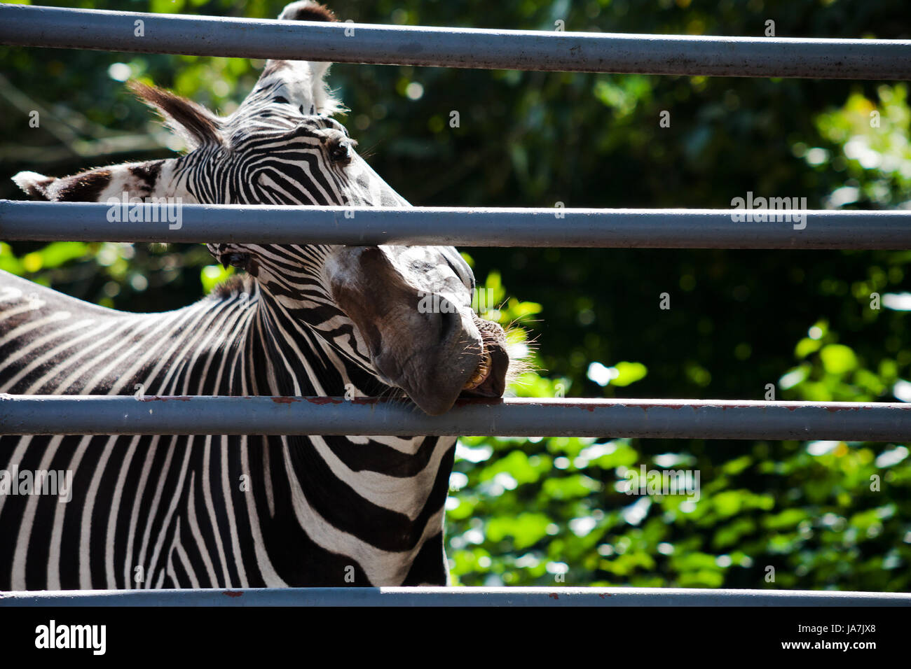 garden, animal, fauna, summer, summerly, zoo, metal, zebra, creature ...