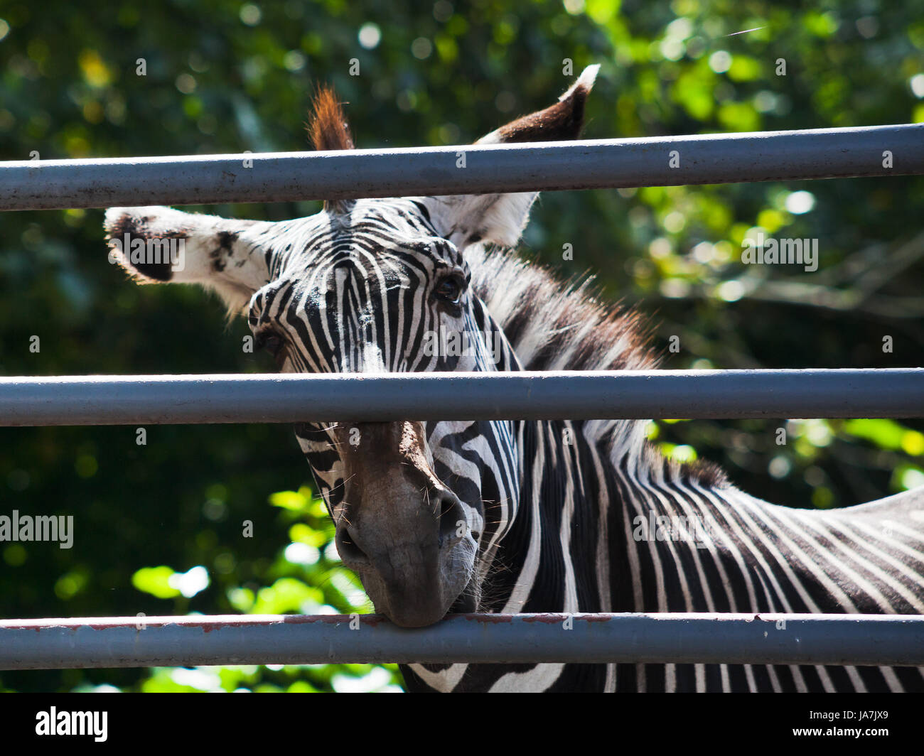garden, animal, fauna, summer, summerly, zoo, metal, zebra, creature ...