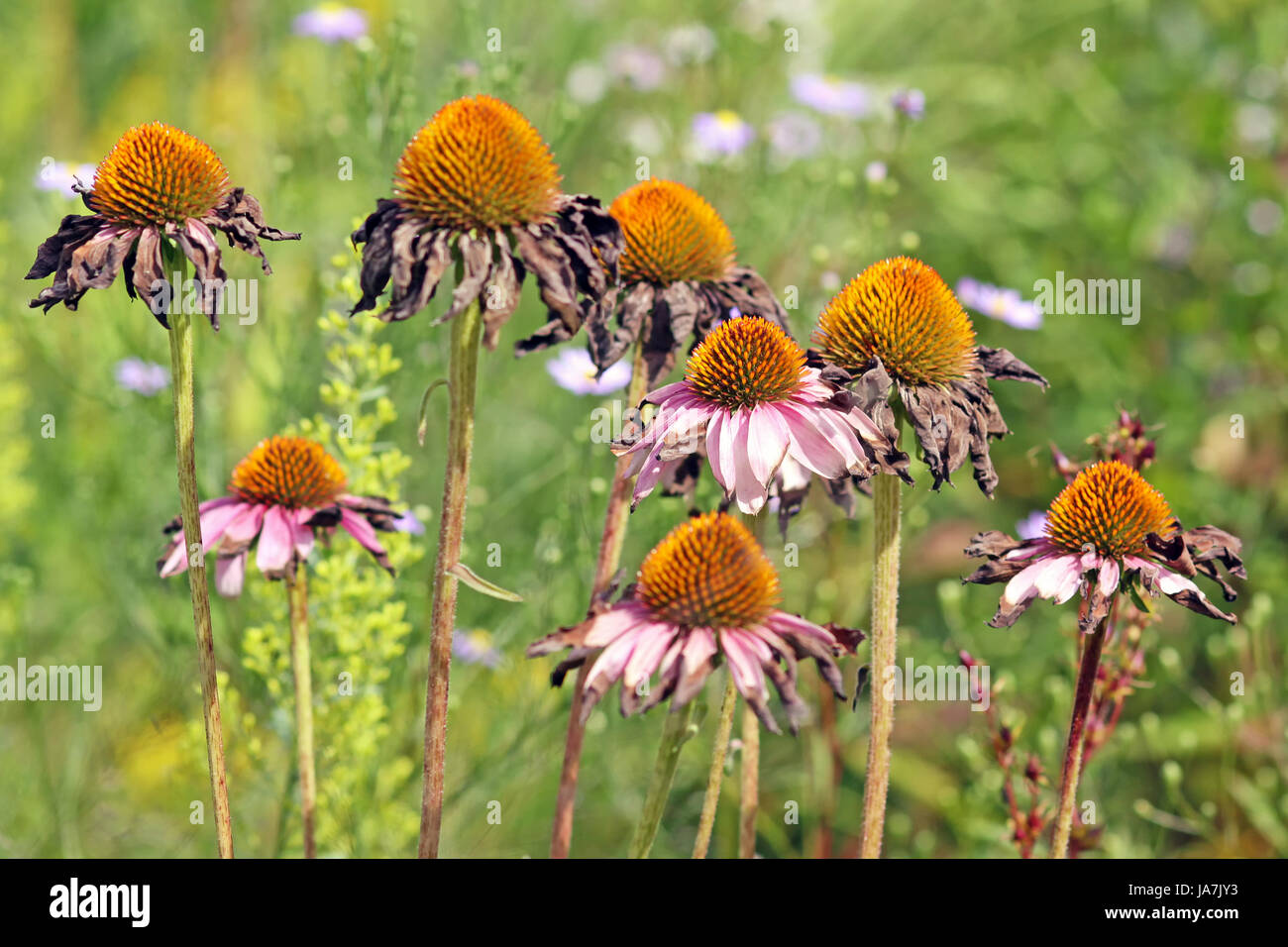 orange, violet, sun shade, orange, flower, flowers, plant, autumnal ...