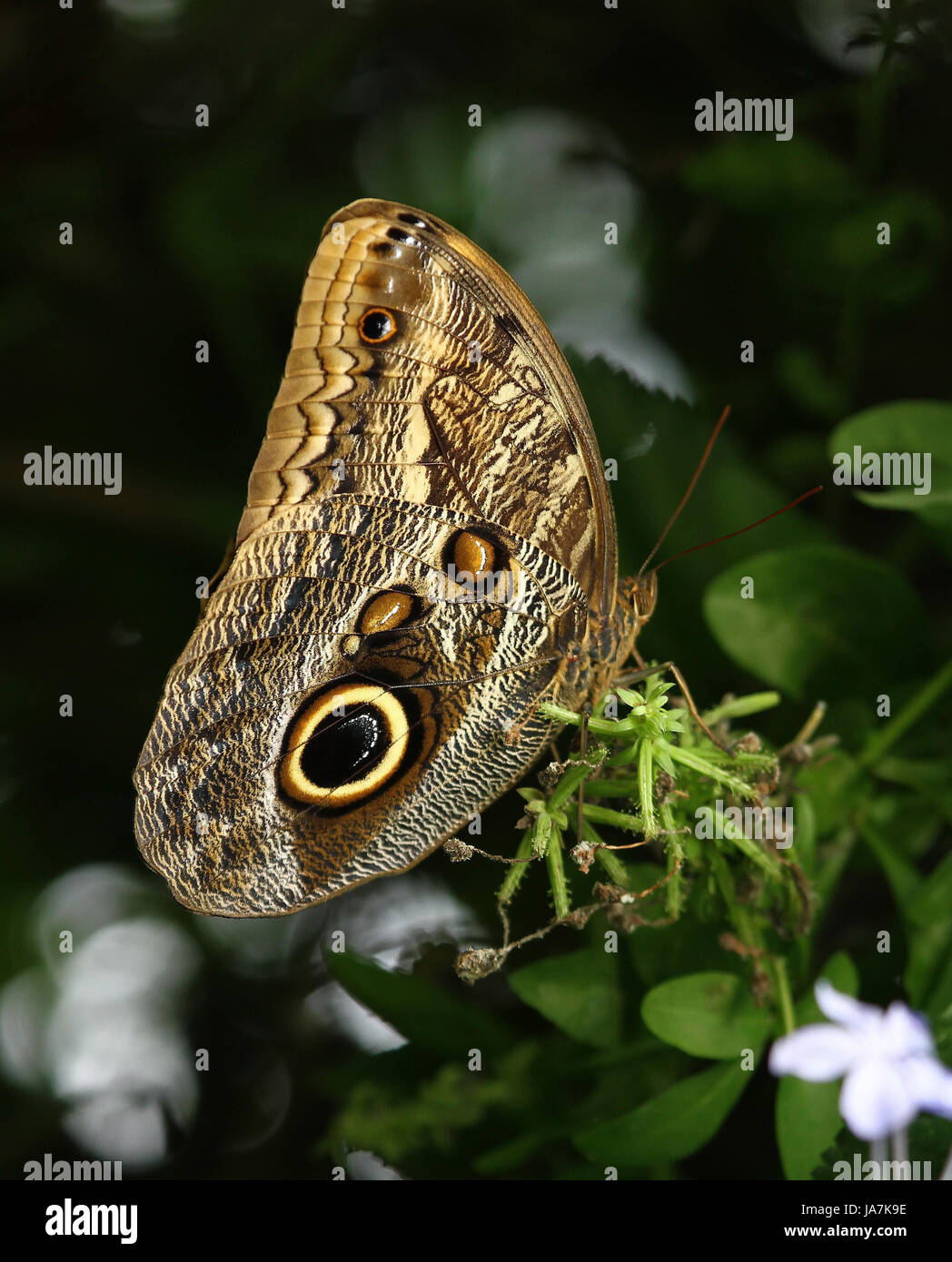 insect, butterfly, wing, antenna, facility, tropics, insect, butterfly ...