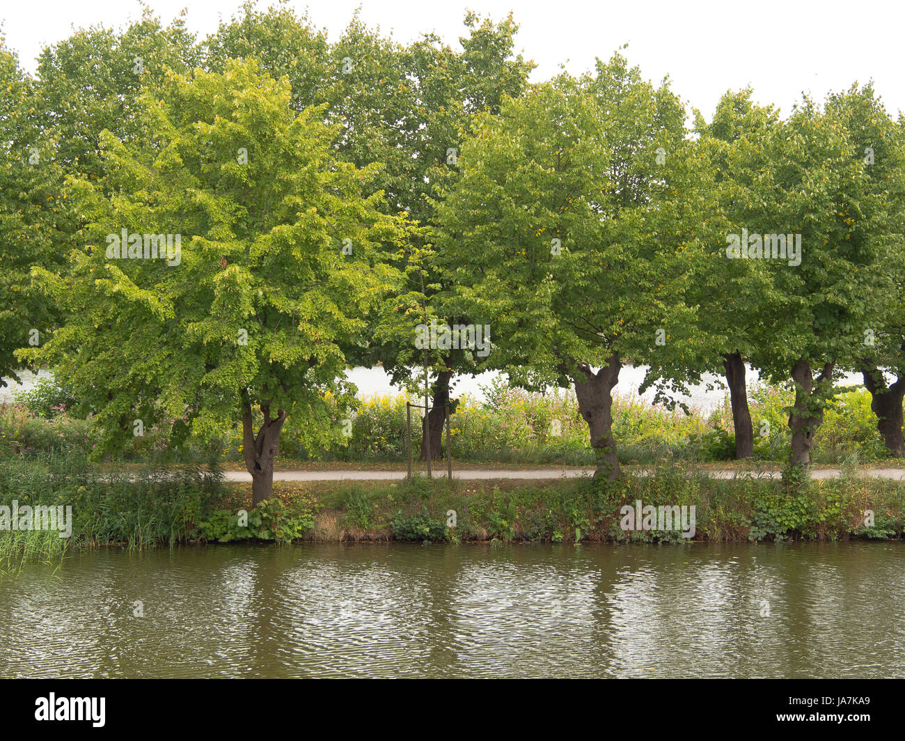 tower, chateau, castle, tower, tree, trees, towers, avenue, trench ...