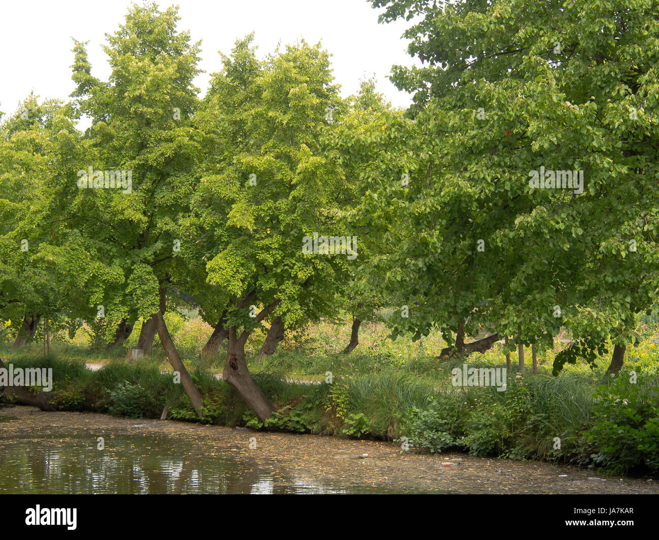 tower, chateau, castle, tower, tree, trees, towers, avenue, trench ...