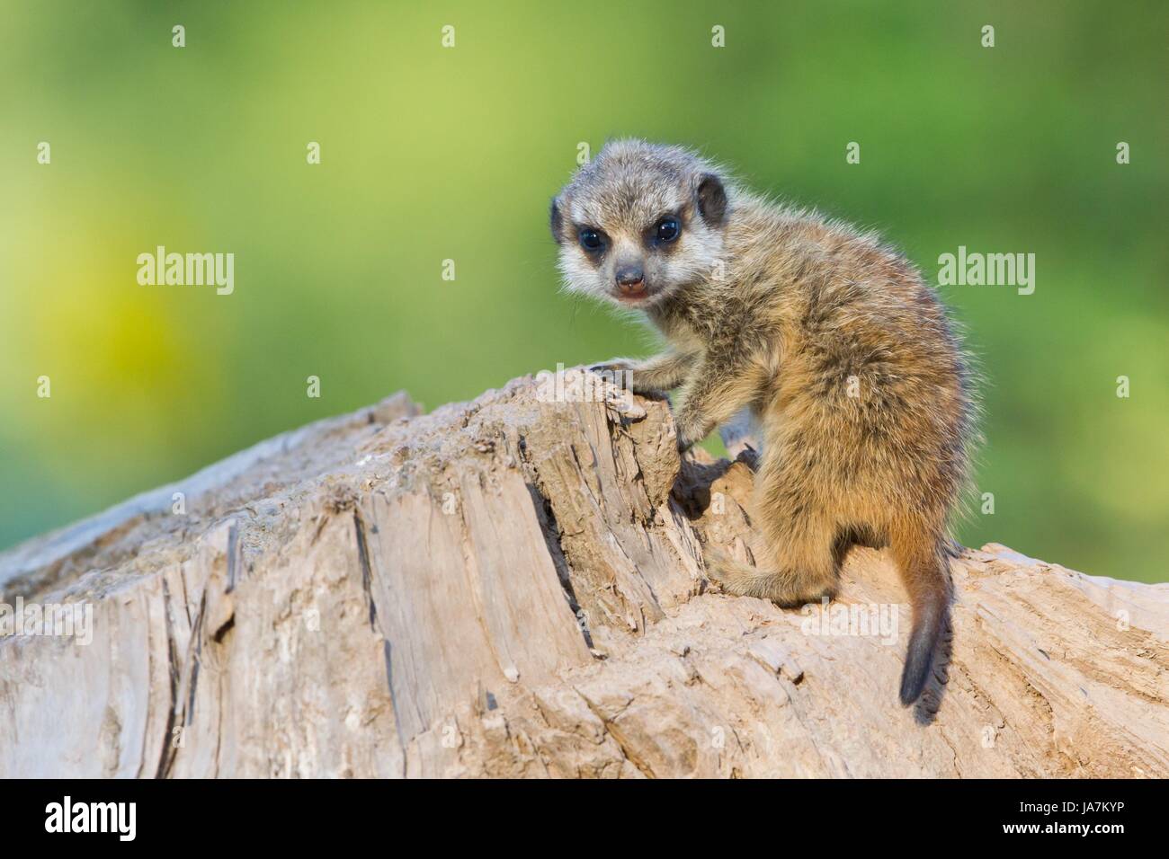 curiosity, felinely, cute, young, younger, meerkat, meerkats, nature ...