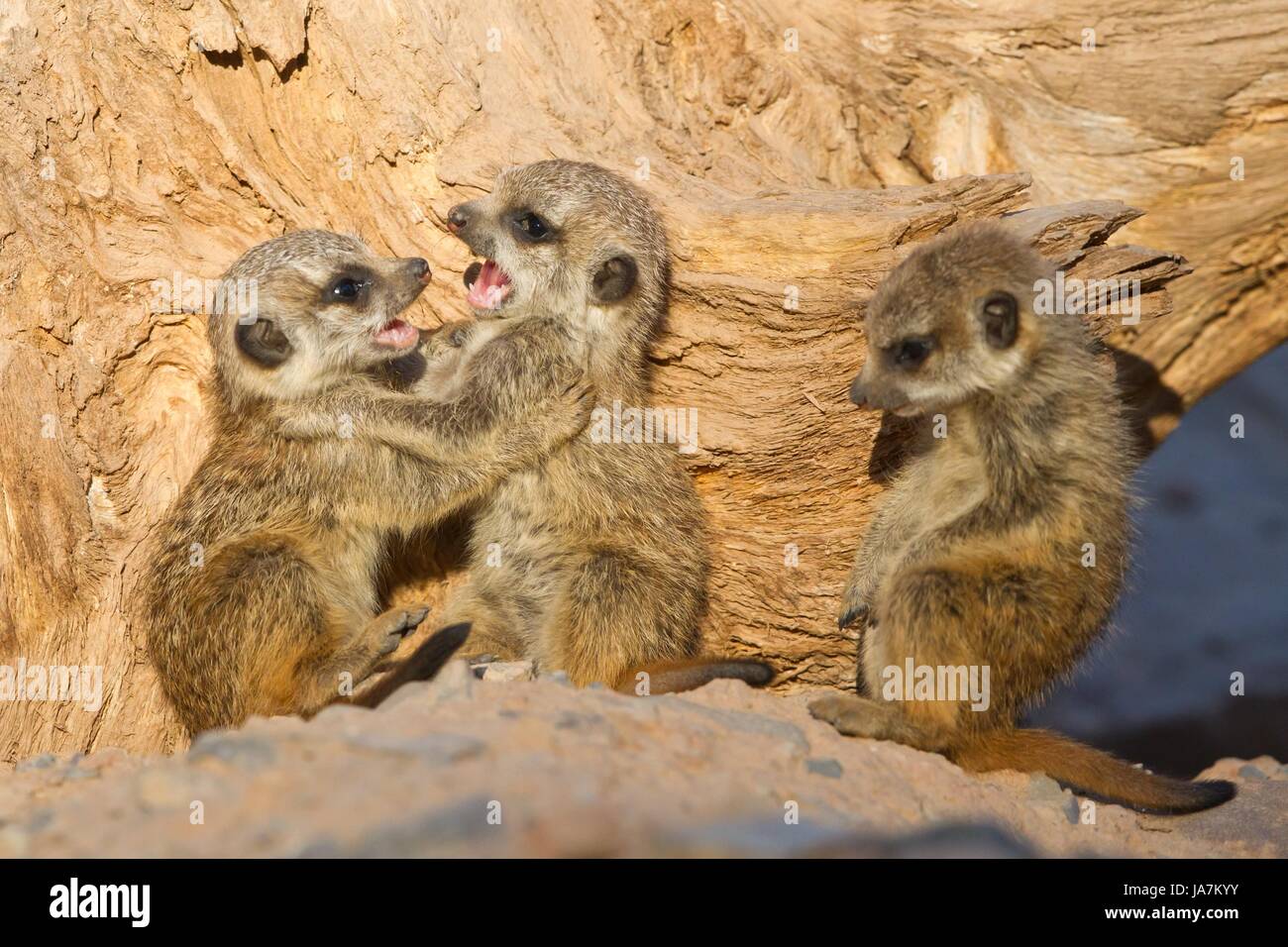 curiosity, felinely, cute, young, younger, meerkat, meerkats, nature ...