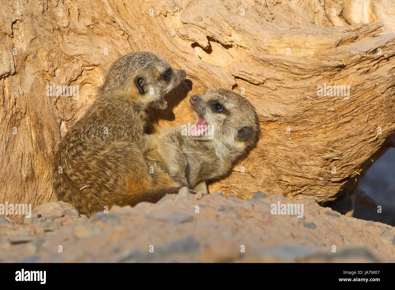 curiosity, felinely, cute, young, younger, meerkat, meerkats, nature ...