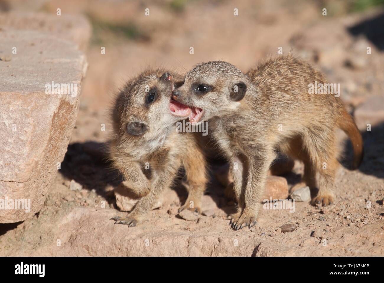 curiosity, felinely, cute, young, younger, meerkat, meerkats, nature ...