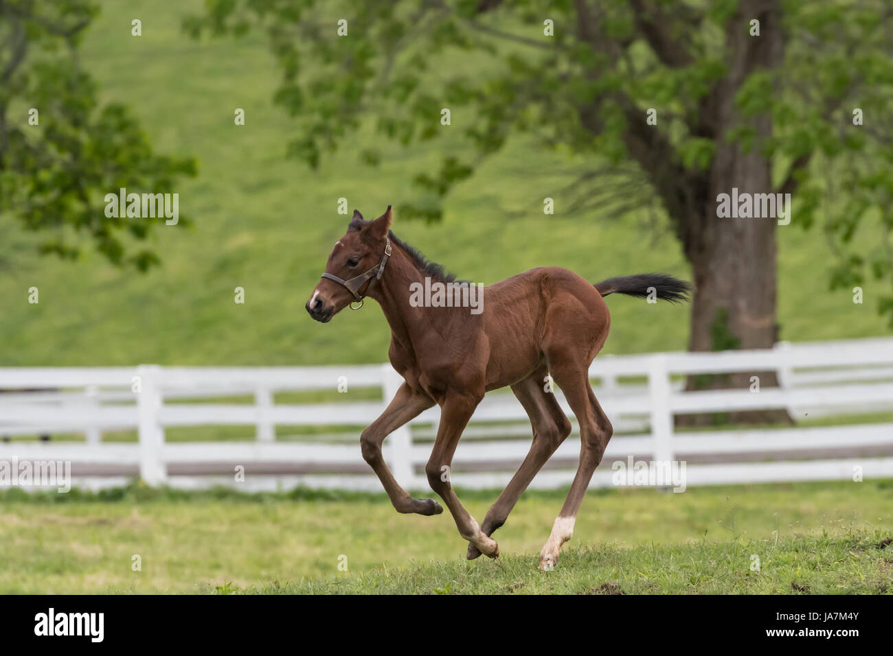 Young Foal Tests Out His Legs in Green field Stock Photo - Alamy