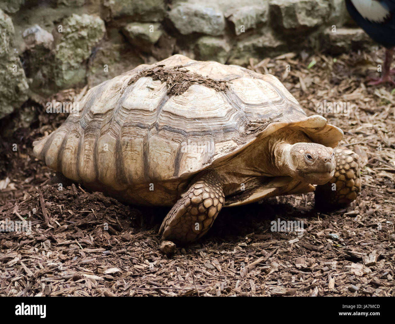 Red footed tortoise Stock Photo - Alamy