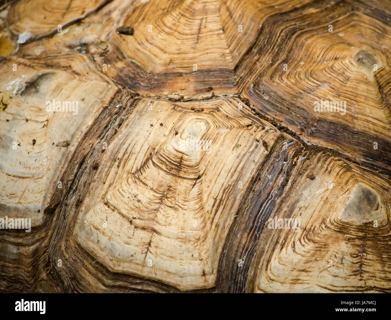 Symmetrical shell hi-res stock photography and images - Alamy