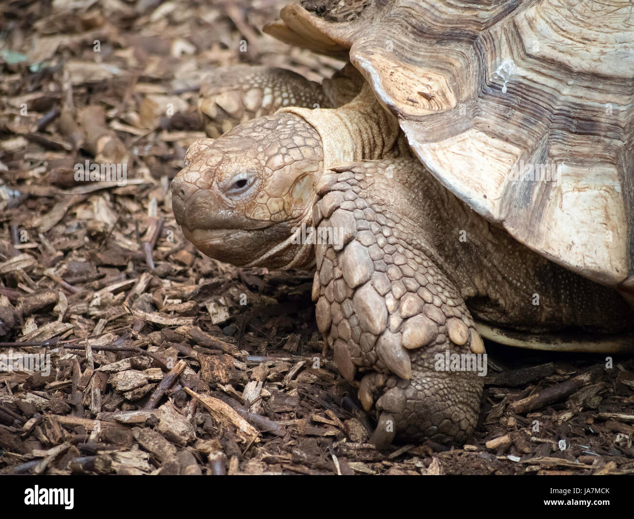 Red footed tortoise Stock Photo - Alamy