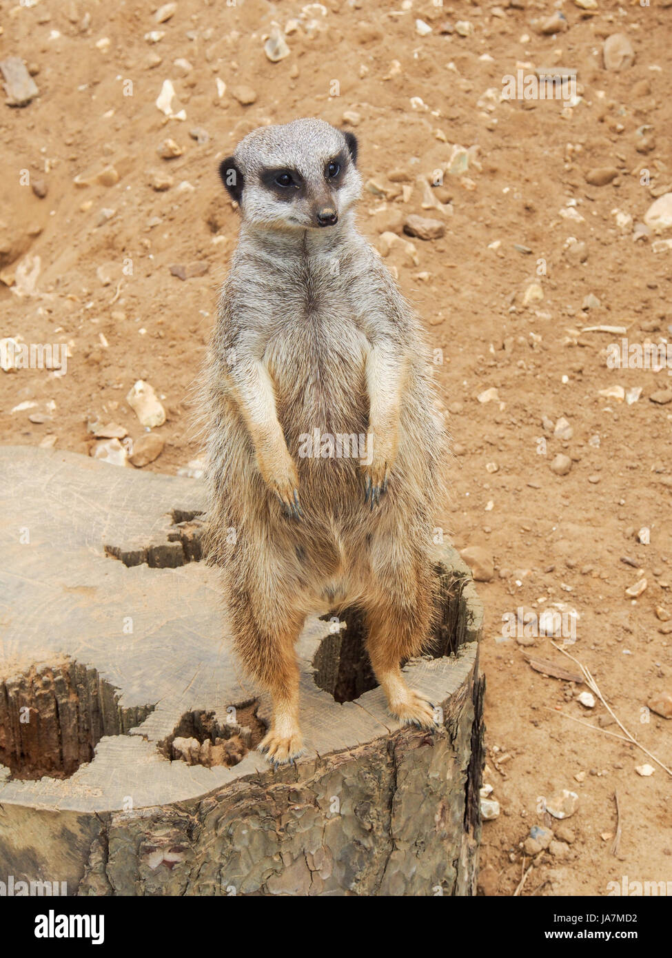 A Meerkat standing guard Stock Photo - Alamy
