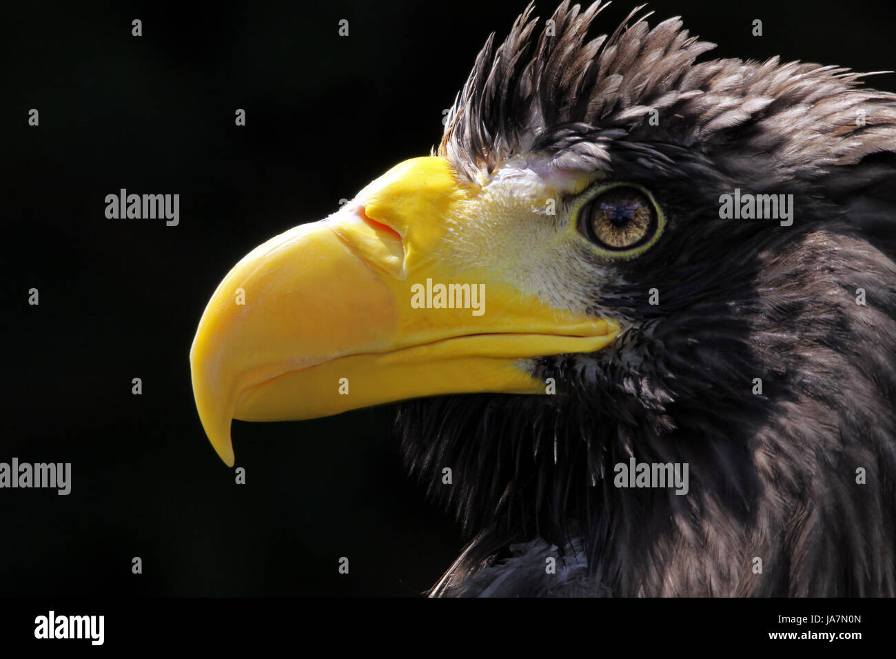 eagle, beak of eagle, feathering, eagle, beak of eagle, feather, yellow ...