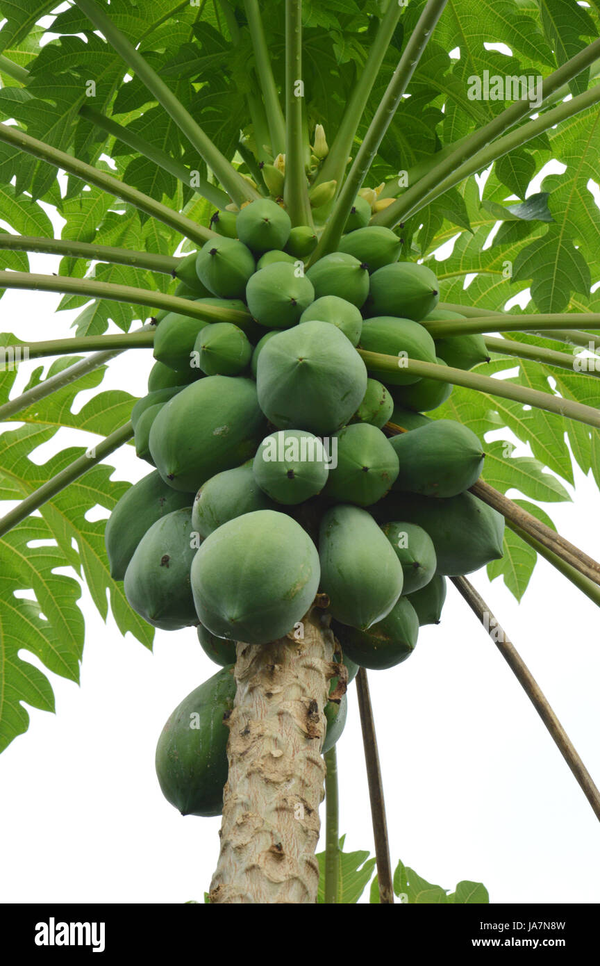 leaf, tree, fruit, farm, tropical, organic, papaya, nature, food ...