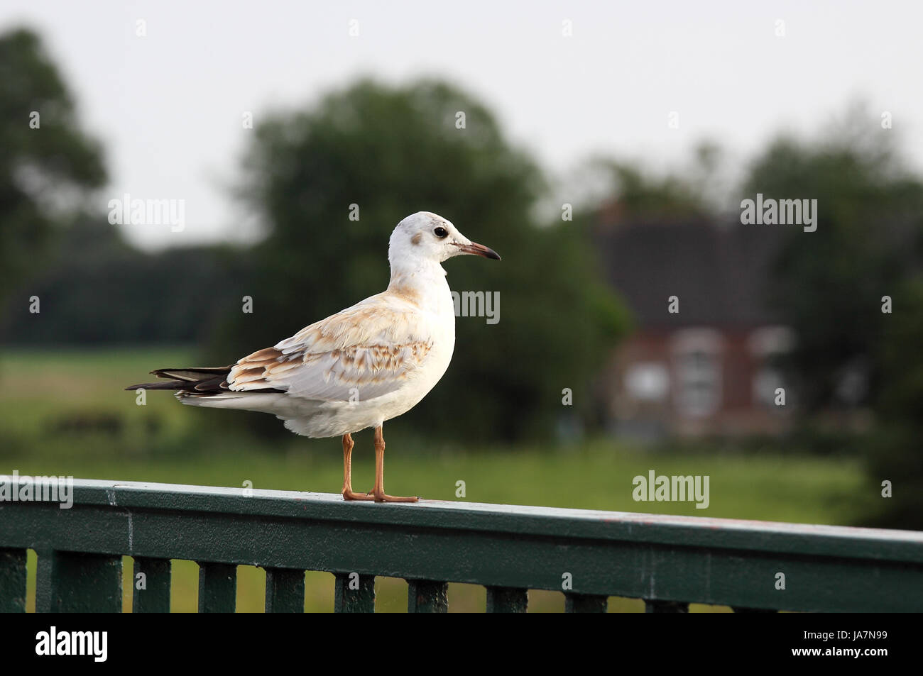 bird, water, north sea, salt water, sea, ocean, birds, seagull, gull ...